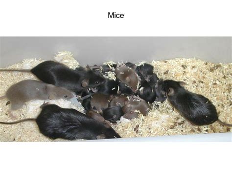 Ppt Fine Mapping Quantitative Trait Loci In Mice And Plants Powerpoint Presentation Id 3359389