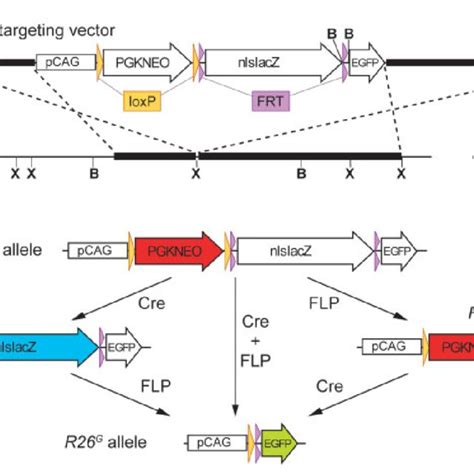 Systems That Allow Conditional Gene Mutation In Mice A Cre Loxp Or Download Scientific