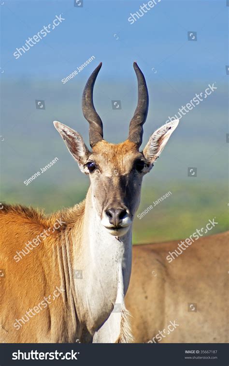 Female Eland Antilope Stock Photo 35667187 Shutterstock
