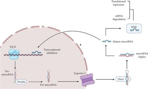 The Process Of Microrna Transcription Maturation And Function In The