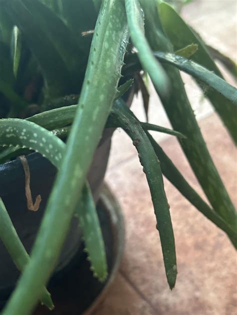 How To Deal With Shield Louse On My Aloe R Plantclinic