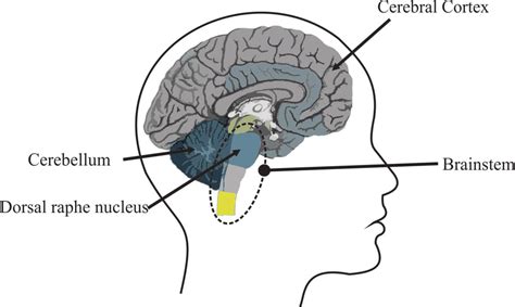 Cerebellar Cortex