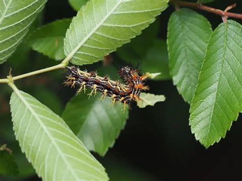 57 Types Of Black Caterpillars Pictures And Identification