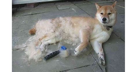 Сега пада късата и лека козина на кучетата Български Фермер