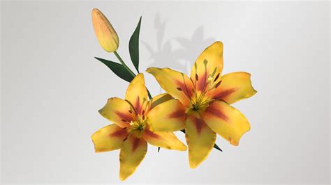 Yellow Lilies Model Turbosquid 2277274