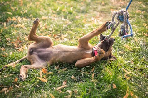 Dog Reactivity Chart A Comprehensive Guide Itrainmydog