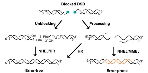 Figure 1 From “an End To A Means” How Dna End Structure Shapes The