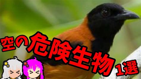 【voiceroid解説】ゆかり先輩と見る危険生物【空編】 Youtube