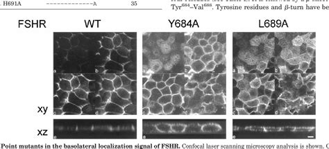 Figure 1 From The Basolateral Localization Signal Of The Follicle