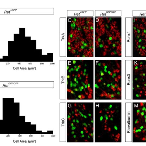 Drg Neuron Abnormalities In Ret Deficient Mice Ab The Number Of Gfp