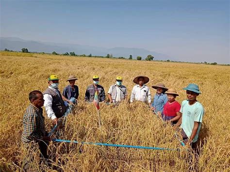 ကလေးမြို့နယ် အရှေ့စည်းကျေးရွာတွင် ကိုဗစ် ၁၉ စီးပွားရေးကုစားမှု Cerp အစီအစဉ်ဖြင့် စိုက်ပ