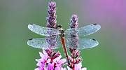 Dragonfly On Loosestrife Blossom Search