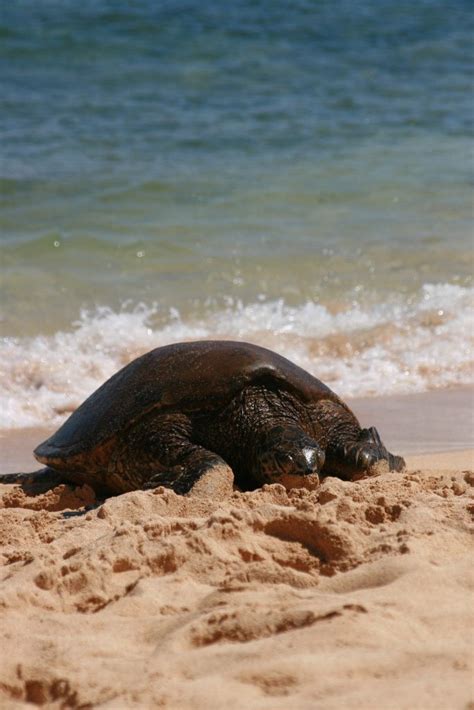 Sea Turtle On Poipu Beach Kauai Kauai Vacation Poipu Beach Kauai