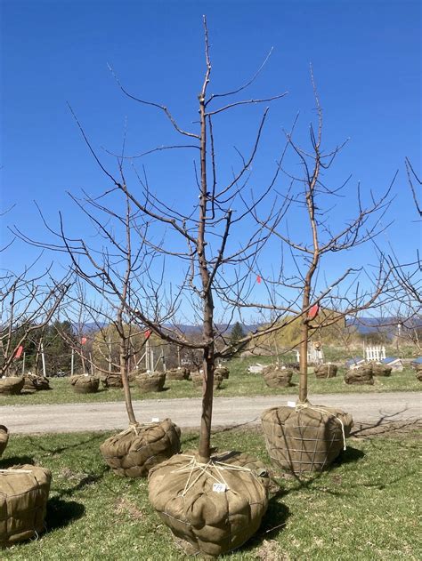 74 Florina Apple Tree 25 Caliper — Shelburne Orchards