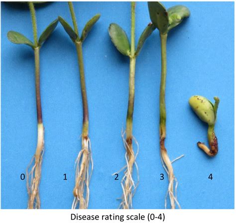 Disease Reaction To Rhizoctonia Solani And Yield Losses In Soybean