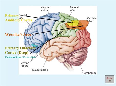 19 Cerebral Hemisphere Functions 1 Pptx