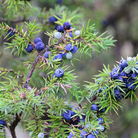 Juniper The Living Sanctuary