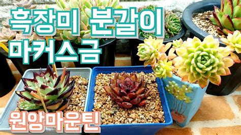 흑장미 원앙마운틴 마커스금 분갈이 多肉植物 Korean Succulents Youtube