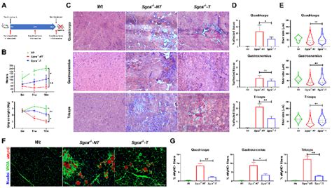 Effect Of Nintedanib On Muscle Function And Architecture A Scheme Of Download Scientific