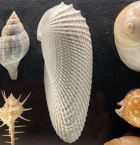 The First Step In Quantum Information Theory Linear Algebra By Rahul Bhadani Quantum