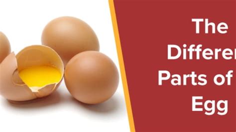 Egg Structure And Compositionpptx Download Pptx