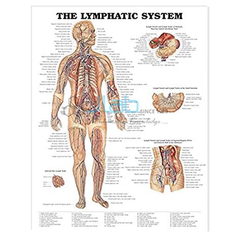 Lymphatic System Chart India Manufacturers Suppliers And Exporters In India