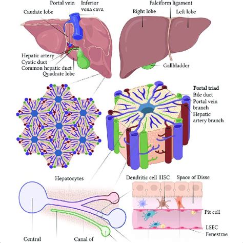 Structural Organization Of The Liver At Different Scales And Schematic Download Scientific
