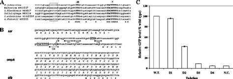 Mapping Of The Ompa Promoter A Alignment Analysis Of Putative Ompa Download Scientific