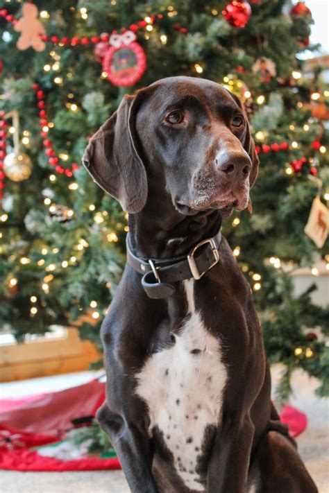 German Shorthaired Pointer Christmas