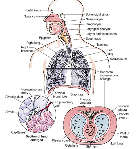 Diagram Of The Respiratory System And How It Works Respirato
