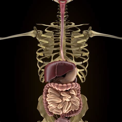 Appendix Male Anatomy Of Human Organs X Ray View Stock Illustration