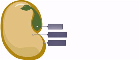 Seed Diagram Quizlet