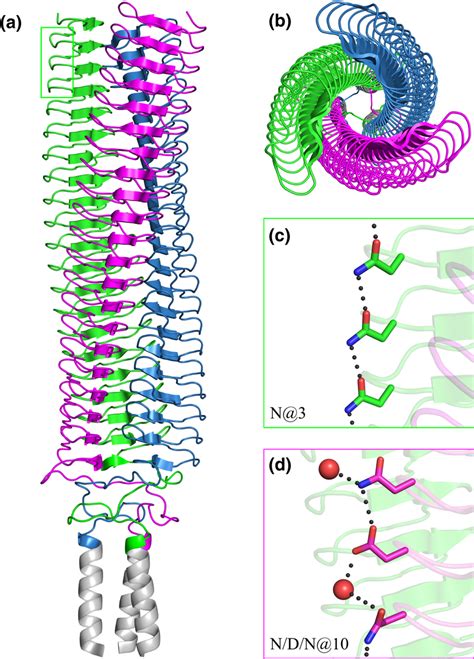 Overall View Of The C‐terminal Head Domain Of Bpac7411054 The Download Scientific Diagram