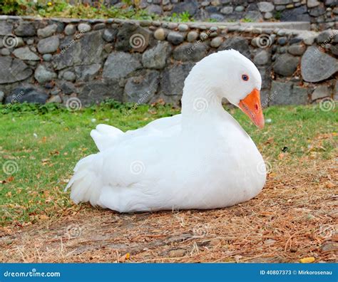White Goose Stock Image Image Of Closeup Backyard Colorful 40807373