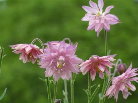 Aquilegia 'Pink Barlow' - orlíček obyčajný | SlovenskeTrvalky.sk