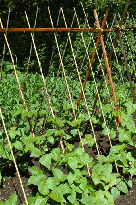 Growing Pole Beans How To Make Your Beans Climb High And Produce Big