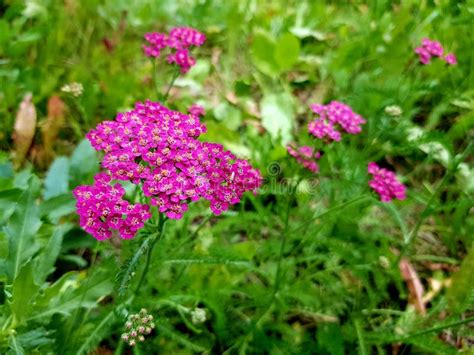 Flor De Lilo En Un Prado Verde Foto De Archivo Imagen De Camino