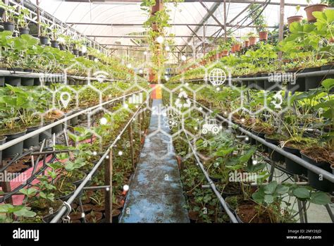 Smart Farm Technology Agriculture With A Plant And Virtual Icon At The