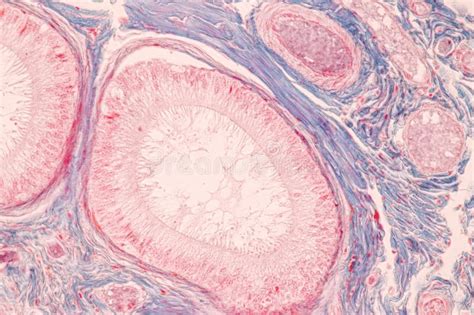 Histological Epididymis And Testis Human Cells Under Microscope Stock Image Image Of Scrotum