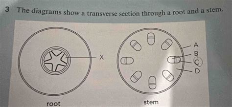 Solved 3 The Diagrams Show A Transverse Section Through A Root And A Stem Root [math]