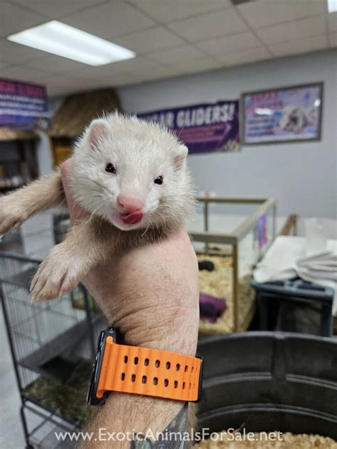 Asian Small Clawed Otters For Sale