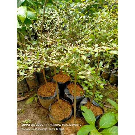 Jual Bibit Tanaman Hias Ketapang Kencana Tanaman Peneduh Cocok Untuk Taman Minimalis Shopee