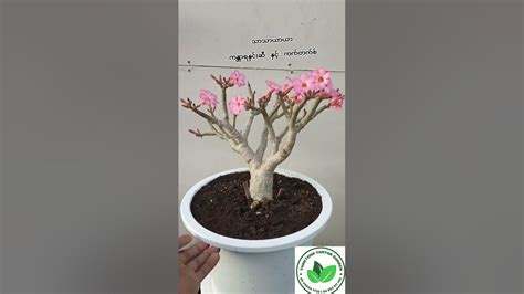 2024 ရဲ့ နောက်ဆုံးနေ့လေးပါ Youtube