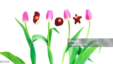 벨기에 프랄린 초콜릿 과자 및 흰색 배경에 고립 된 분홍색 섬세 한 튤립 꽃 봄 휴가 선물 개념입니다 0명에 대한 스톡 사진 및 기타 이미지 Istock