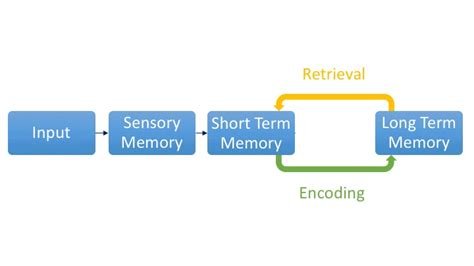 Long Term Memory Facts Types Duration And Capacity