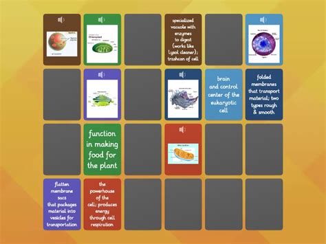 Cell Structure And Function Matching Pairs