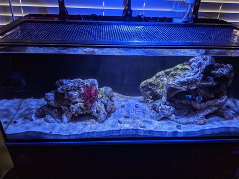 Aio Build Icemans Cobalt C Vue 40 Page 2 Reef2reef