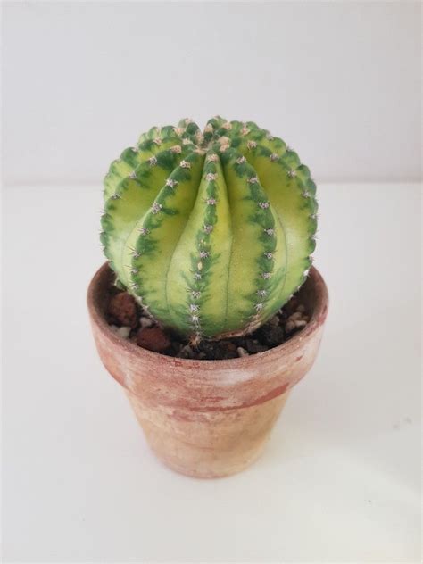 Variegated Catcus Furniture And Home Living Gardening Plants And Seeds