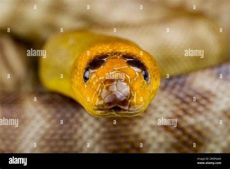 Ramsays Python Aspidites Ramsayi Banque De Photographies Et Dimages à