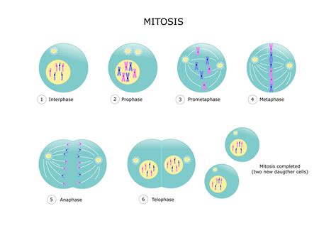 Stages Of Mitosis